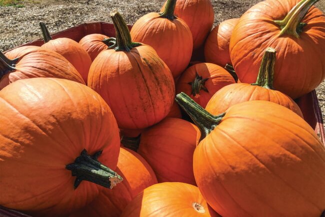 Top 5 Pumpkin Festivals of Canada - Play Free Slots Canada